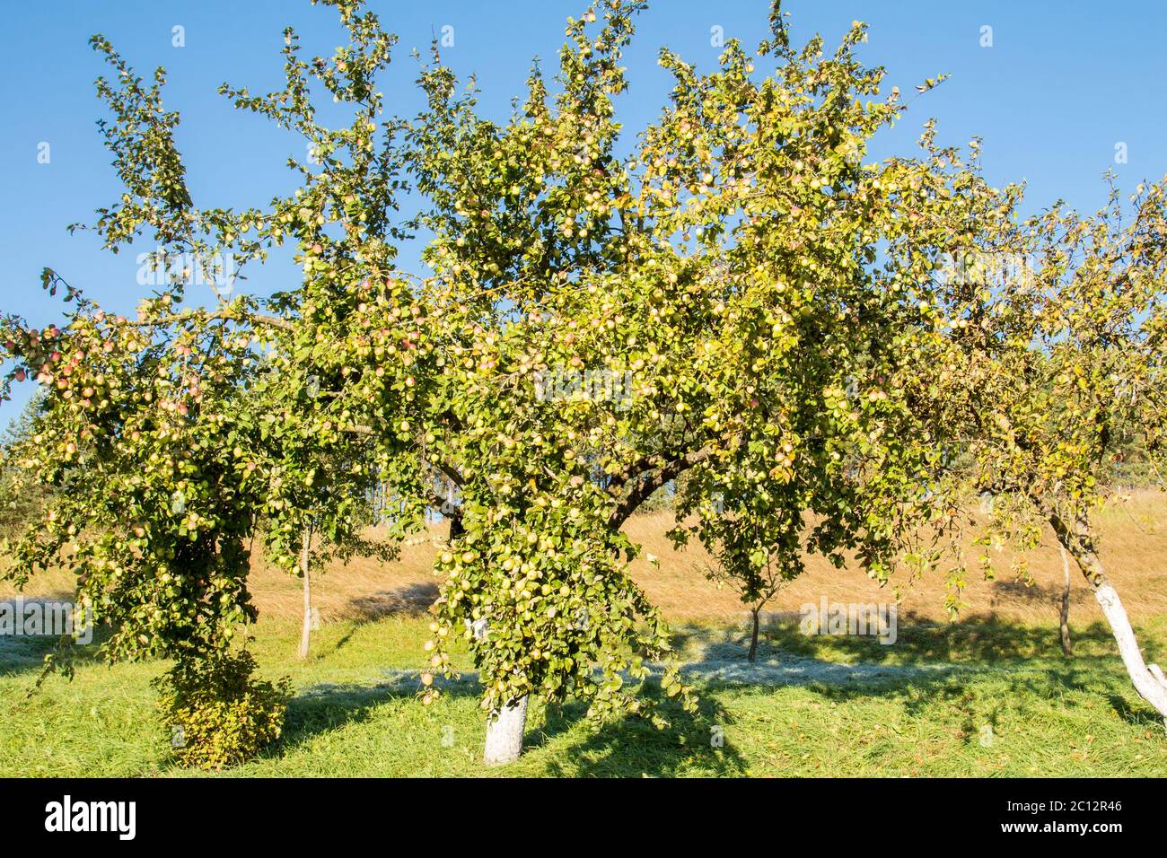 Apple trees in an orchard Stock Photo - Alamy