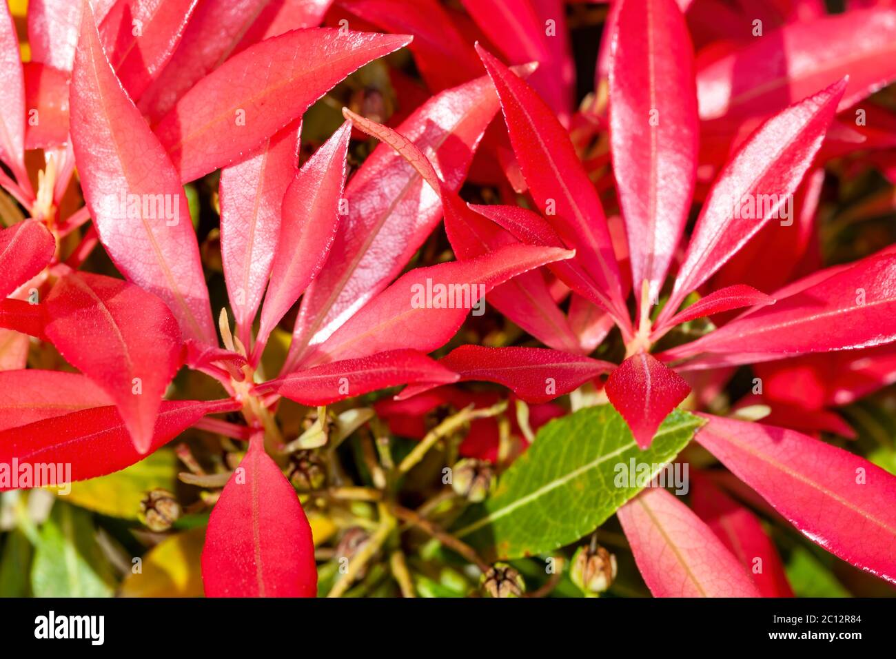 Pieris Japonica 'Forest Flame' an evergreen shrub with colorful red ...