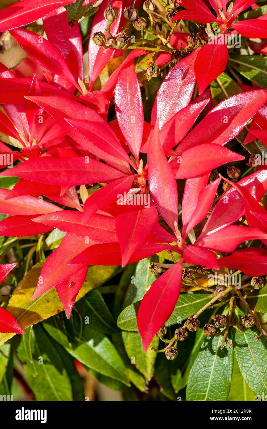 Pieris Japonica 'Forest Flame' an evergreen shrub with colorful red ...