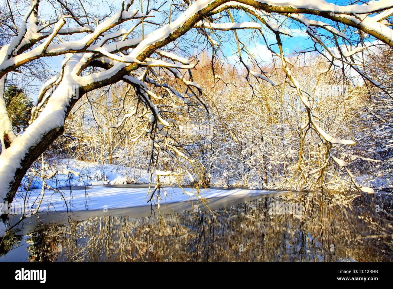 Winter tree against a blue sky with reflection in water Stock Photo - Alamy