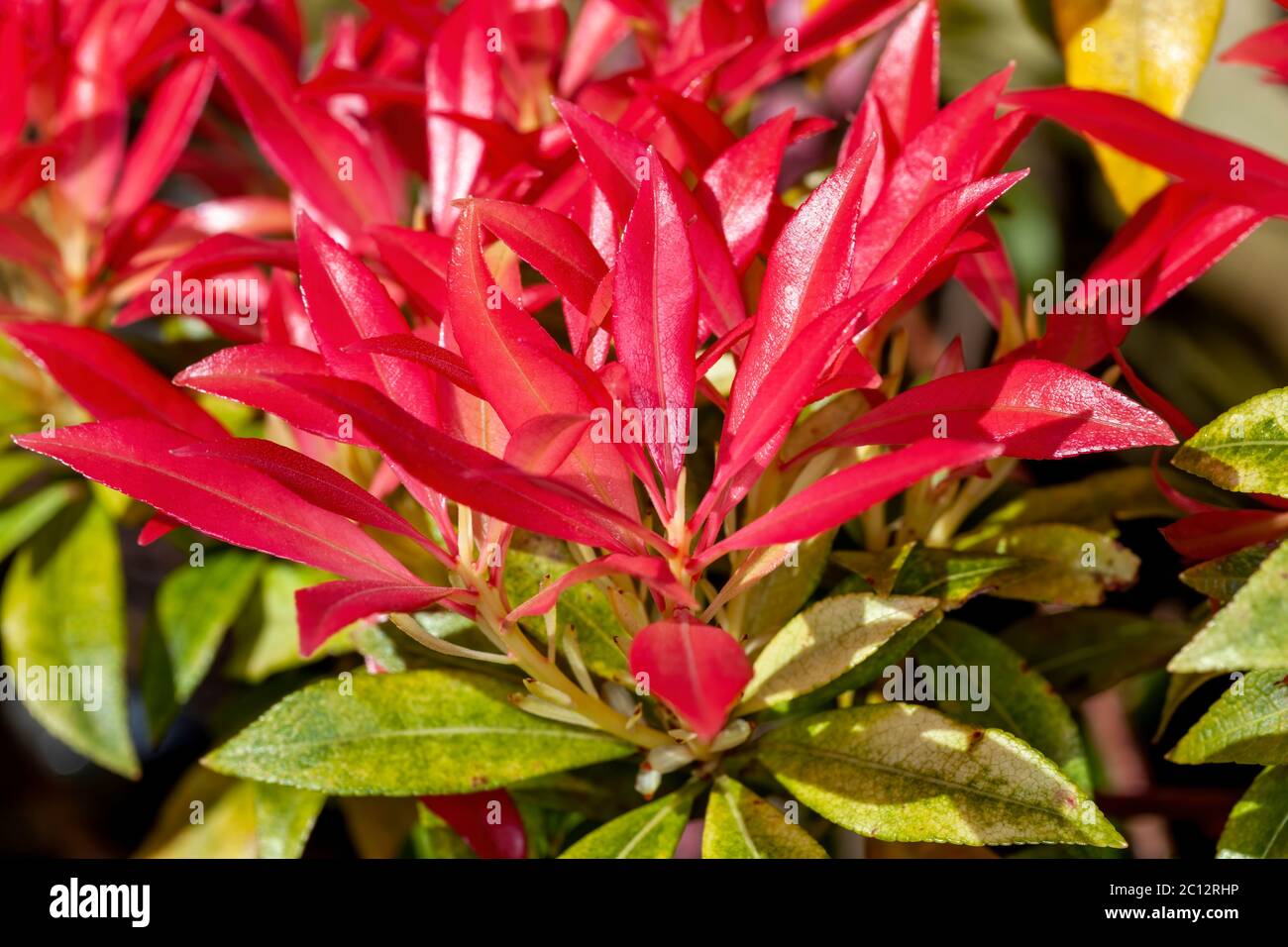Pieris Japonica 'Forest Flame' an evergreen shrub with colorful red ...