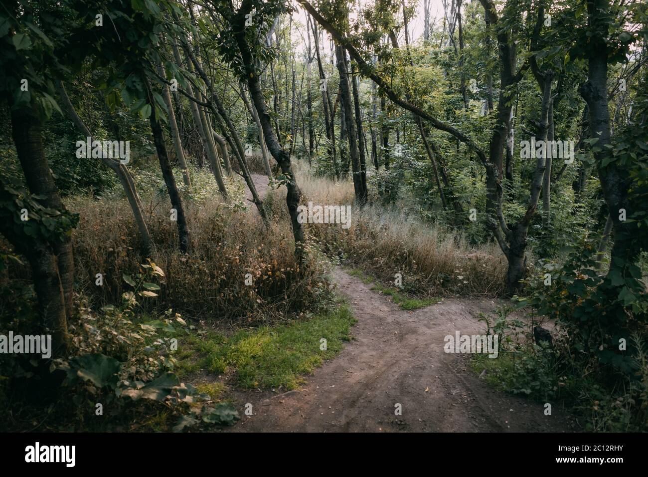Sunlight through forest backlit hi-res stock photography and images - Alamy