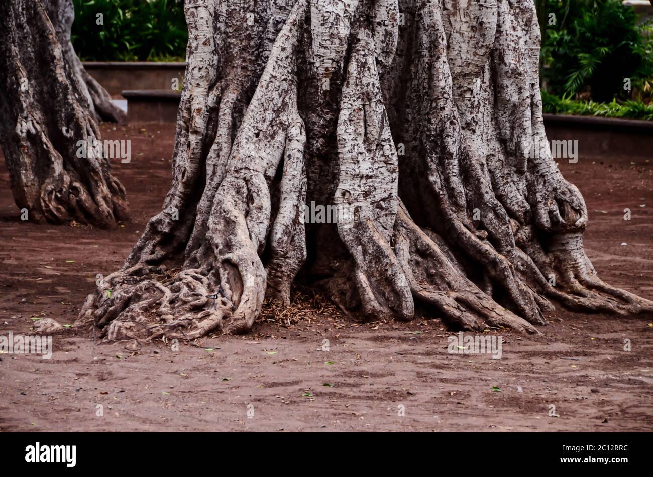 Root of the Tree Stock Photo - Alamy