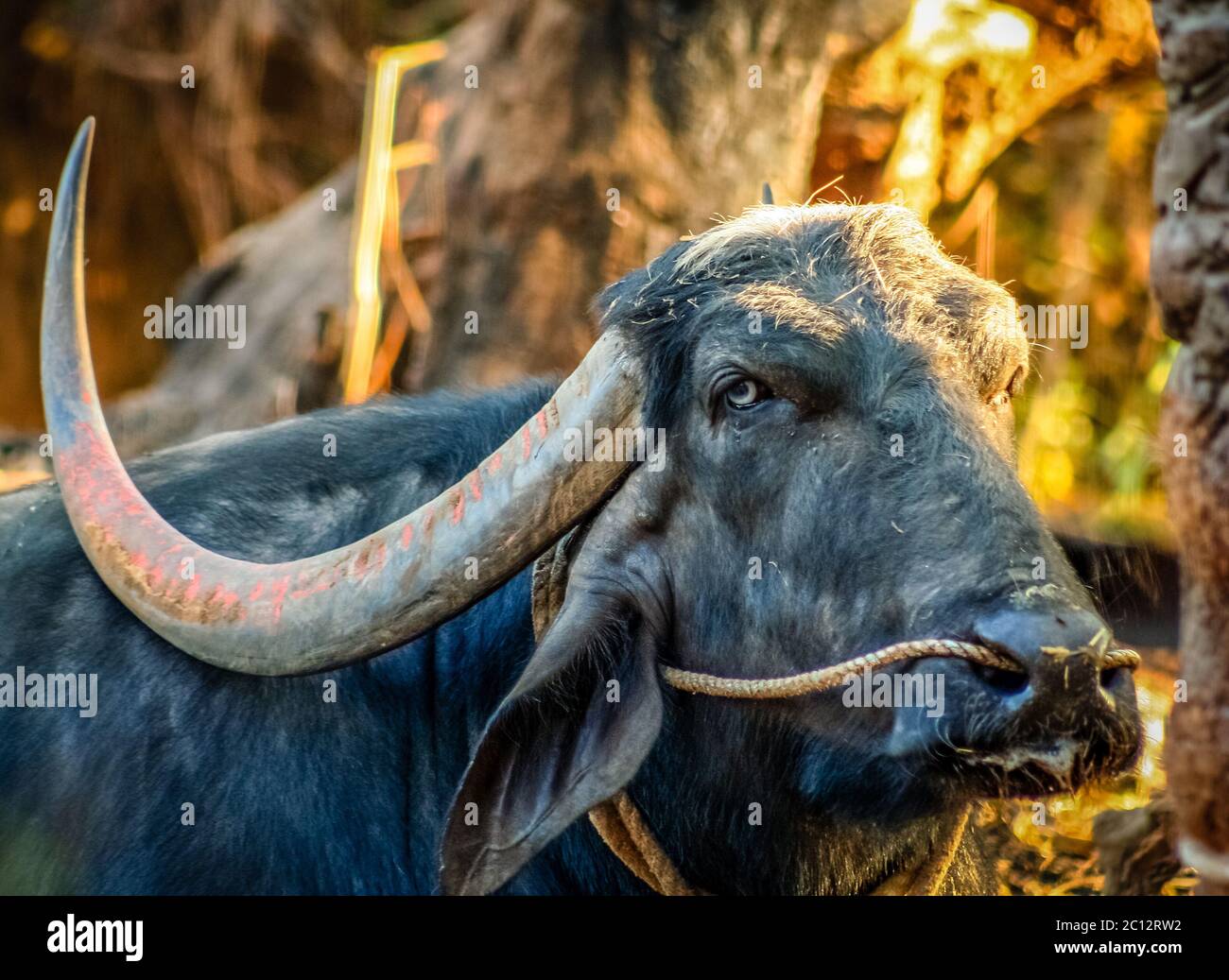 Big black buffallo Stock Photo - Alamy