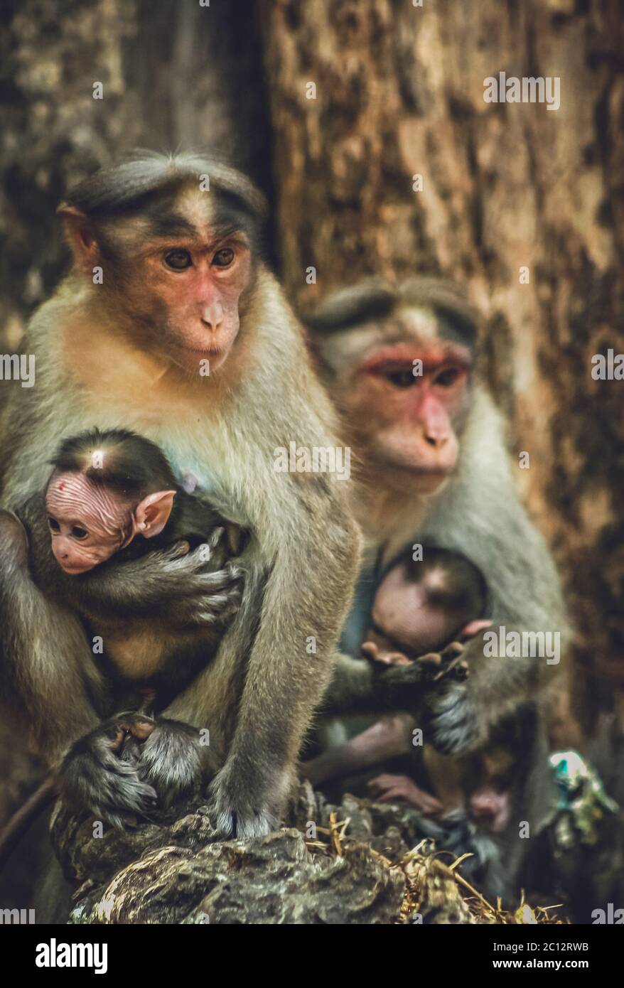 A wild macaque monkey family Stock Photo - Alamy