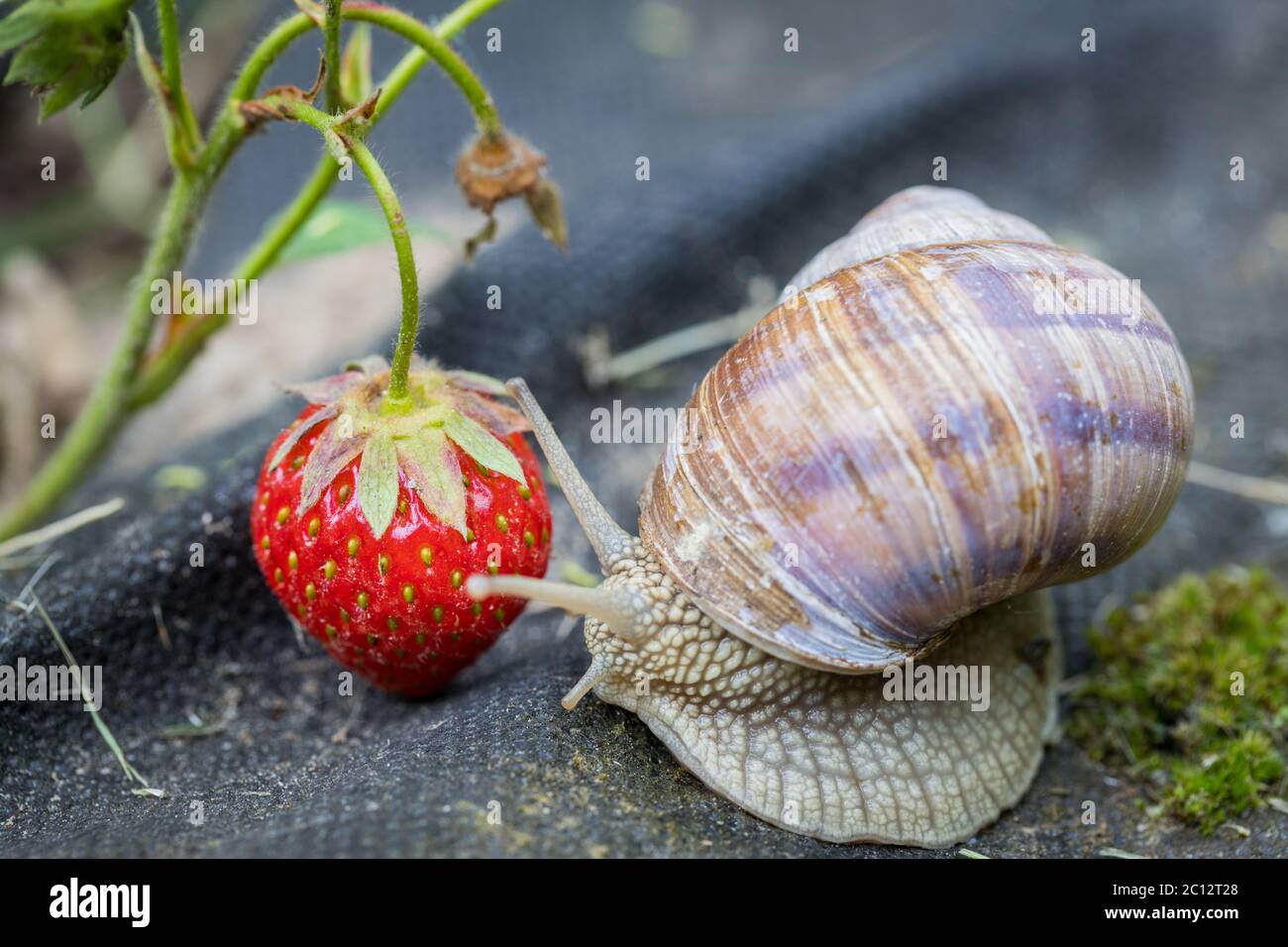 Snail eats strawberry, Pests in the garden Stock Photo - Alamy