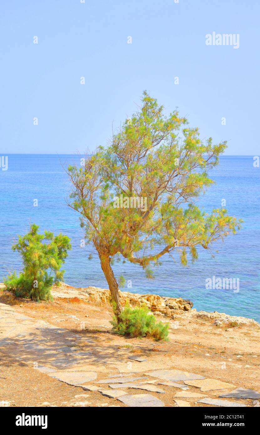 Greek pine tree hi-res stock photography and images - Alamy