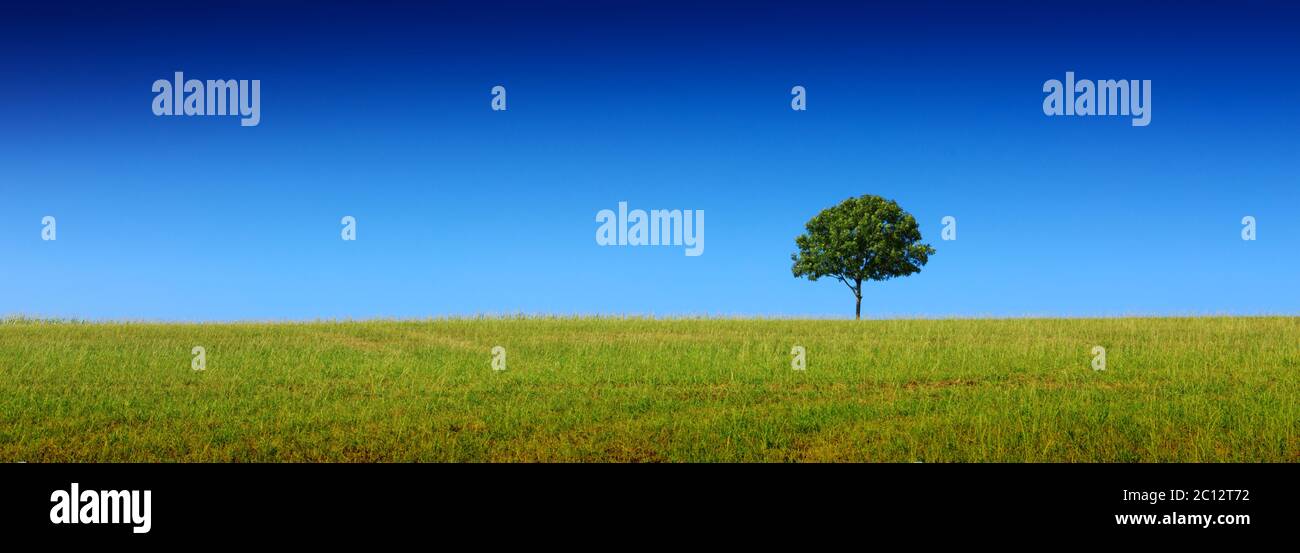 Blue single isolated tree hi-res stock photography and images - Alamy