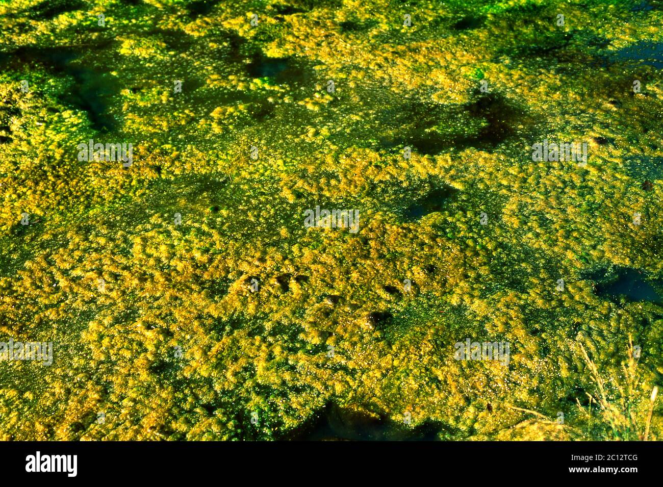 Alga bloom hi-res stock photography and images - Alamy