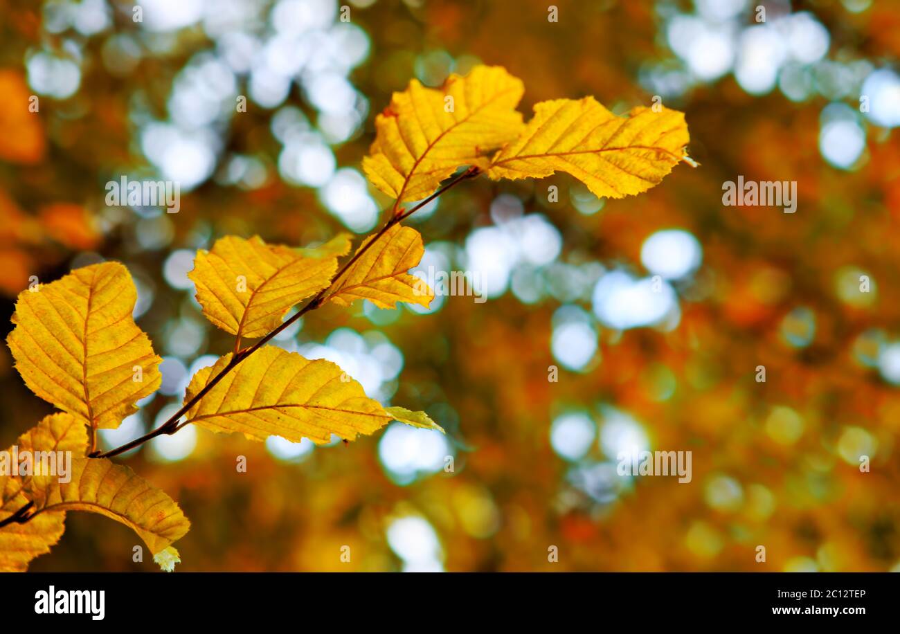 Autumnal background with yellow leaves Stock Photo - Alamy