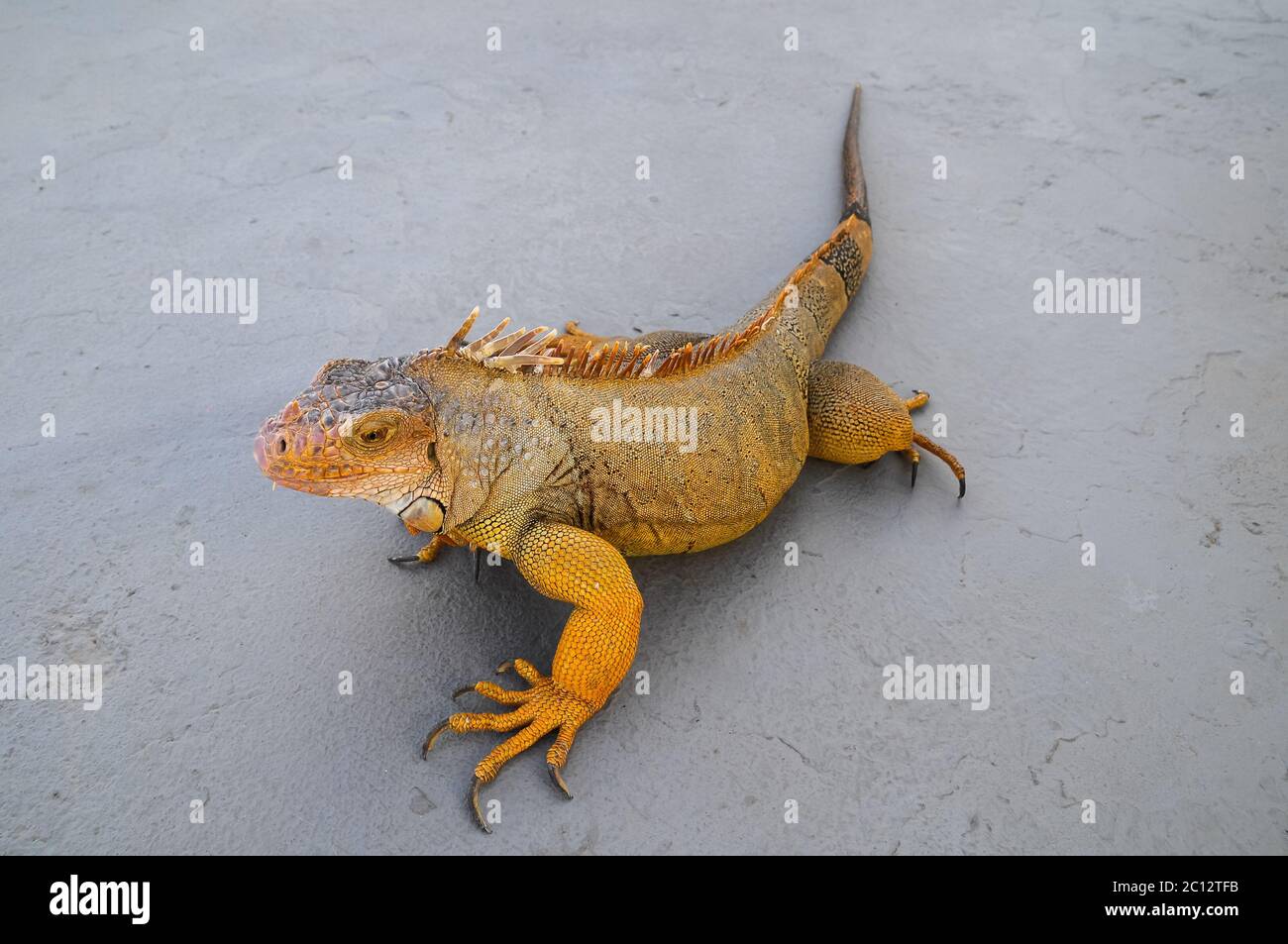 Colored Young Male Iguana Stock Photo - Alamy