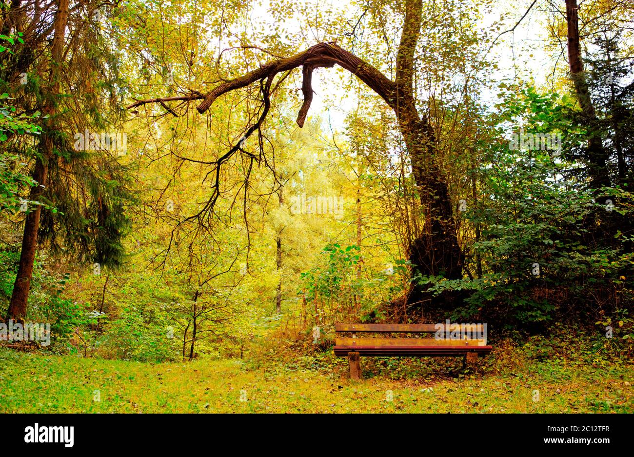 Wooden bench in forest Stock Photo - Alamy