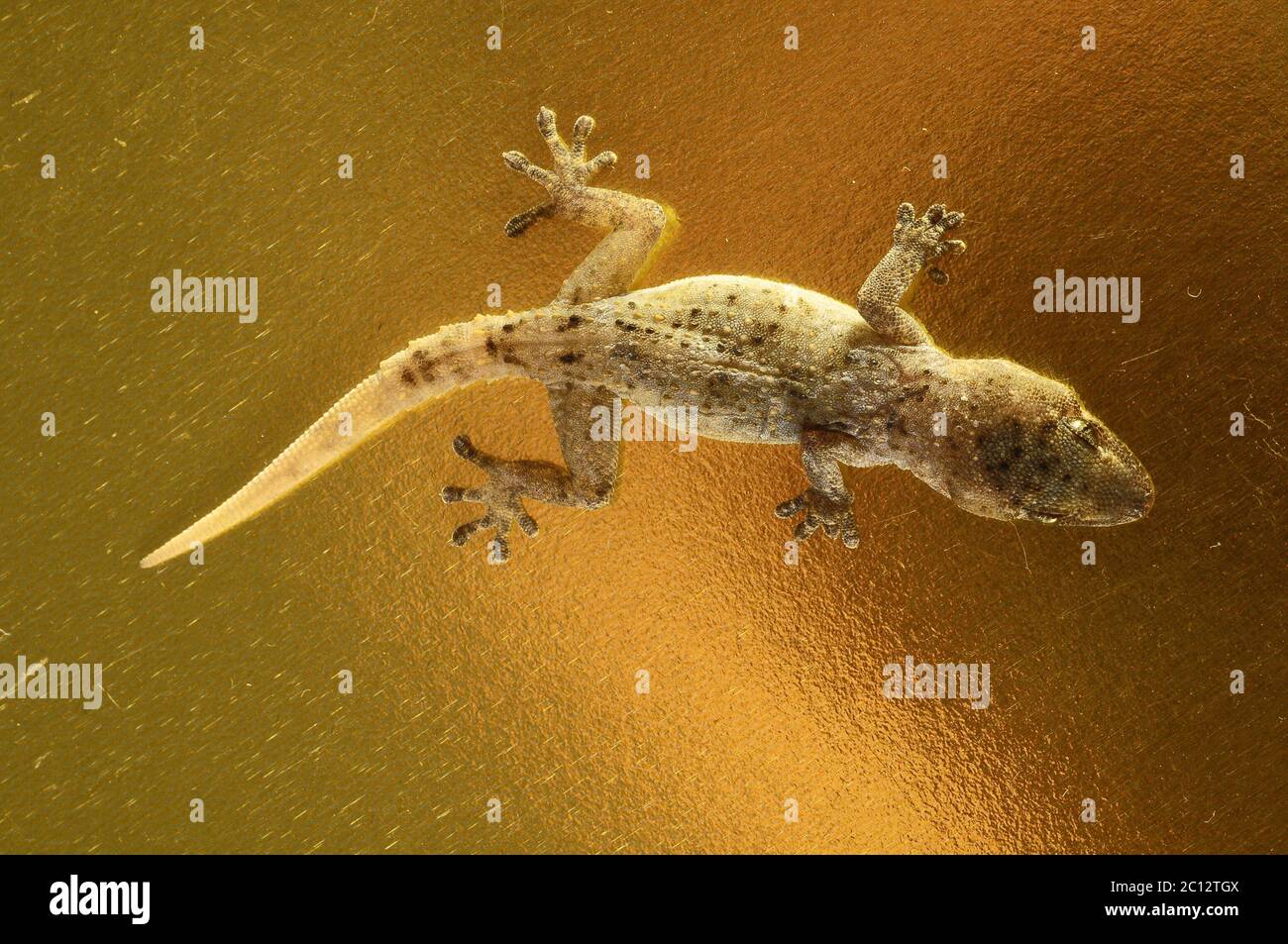 Gray Gecko Lizard Stock Photo - Alamy