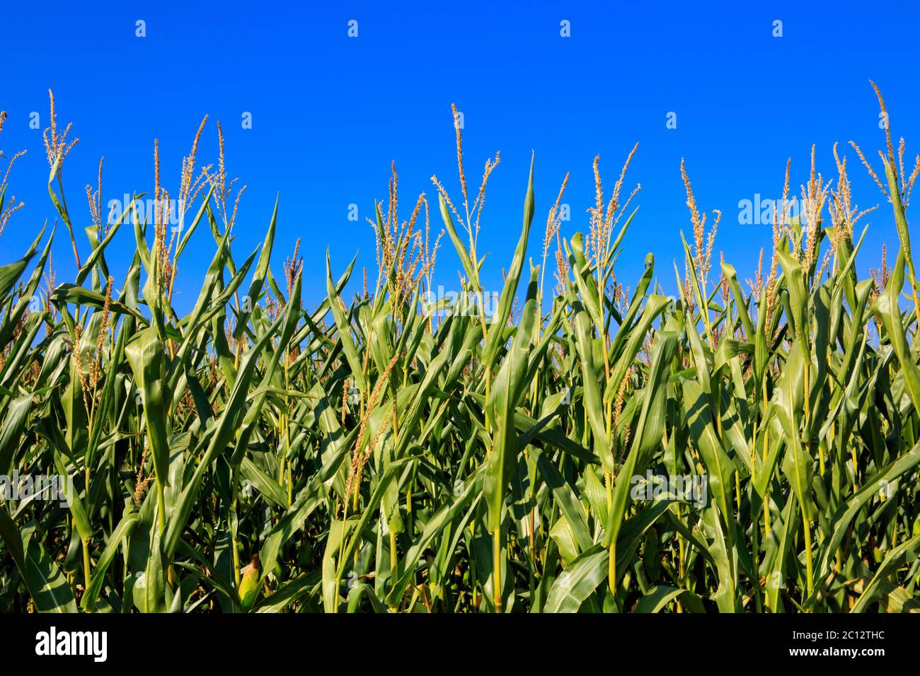 Corn field harvest blue sky hi-res stock photography and images - Alamy