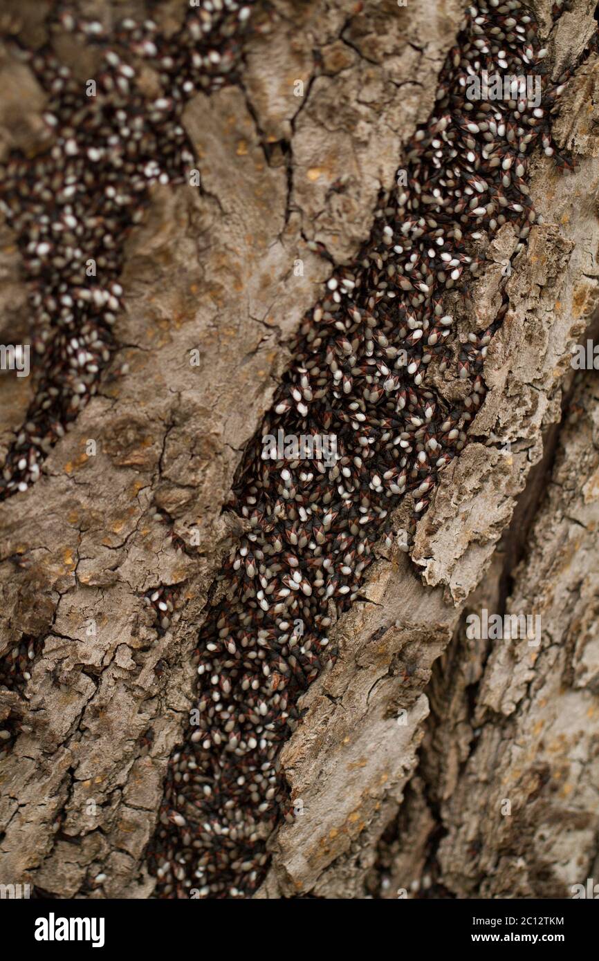 Close up photo of bugs on the trunk Stock Photo - Alamy