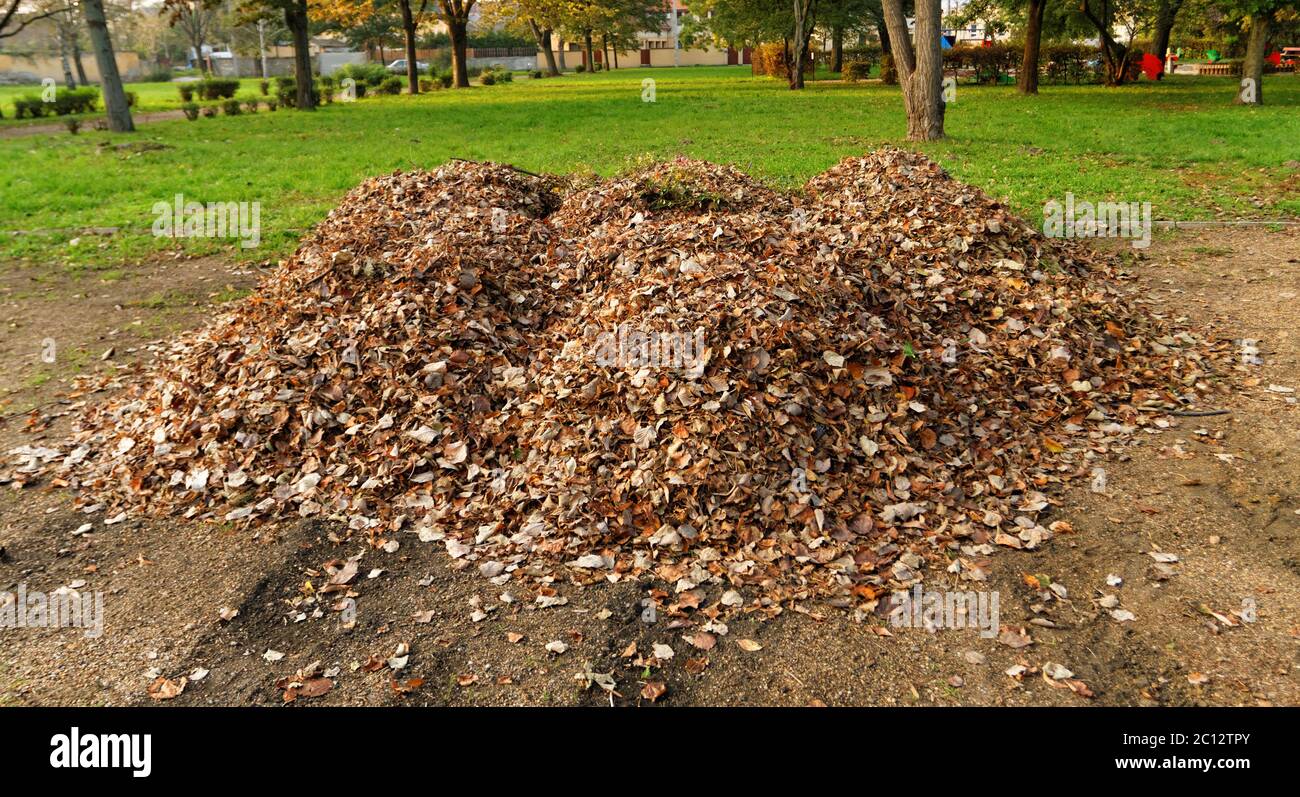 Autumn leaves in pile hi-res stock photography and images - Alamy