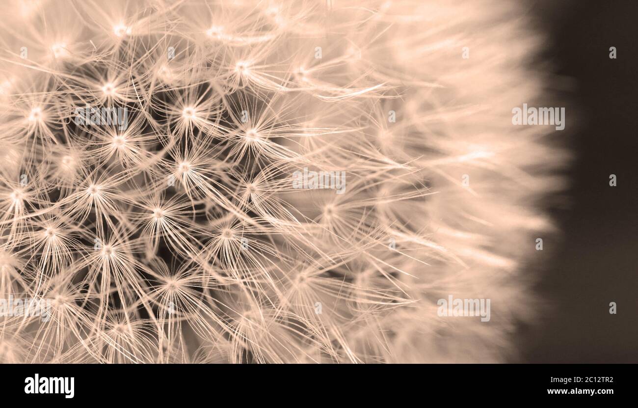 The Dandelion background. Abstract dandelion seeds Stock Photo - Alamy