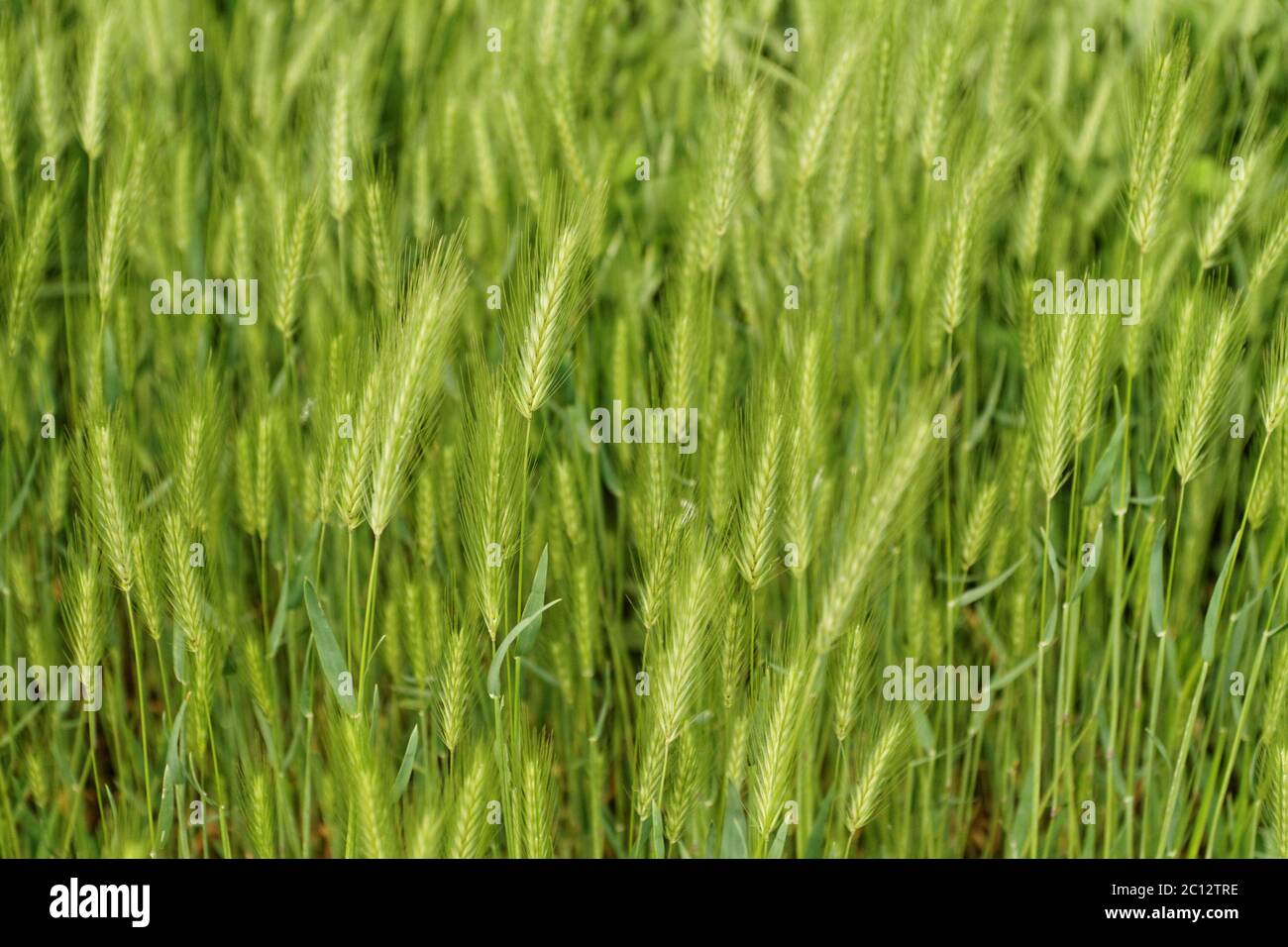 Green wallpaper photo hi-res stock photography and images - Alamy