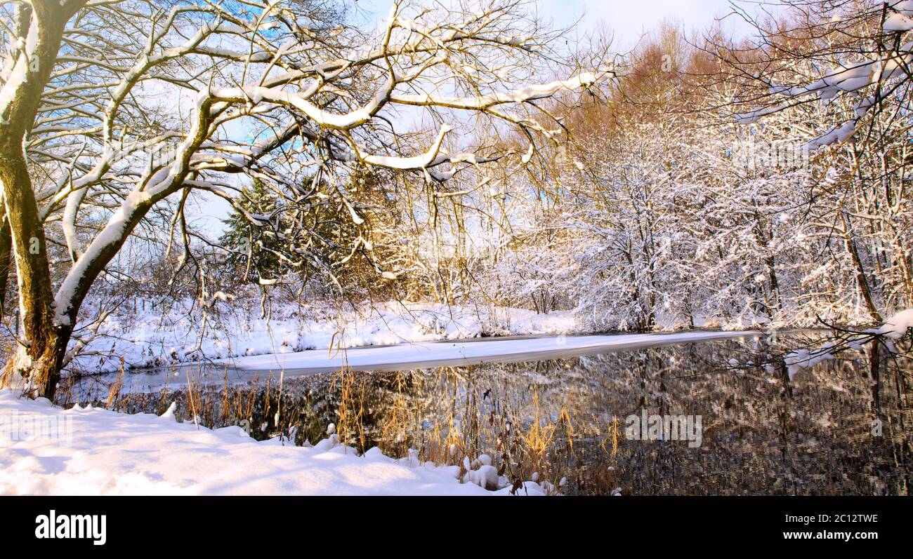 Winter tree against a blue sky with reflection in water Stock Photo - Alamy