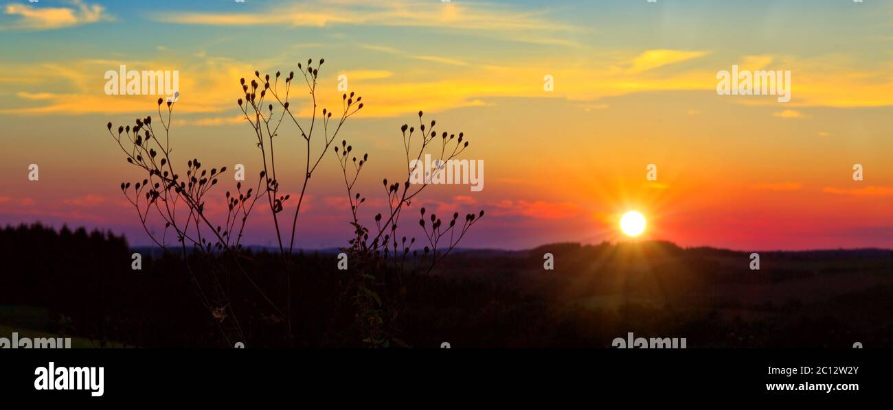 Vintage grass plant on summer sunset Stock Photo - Alamy