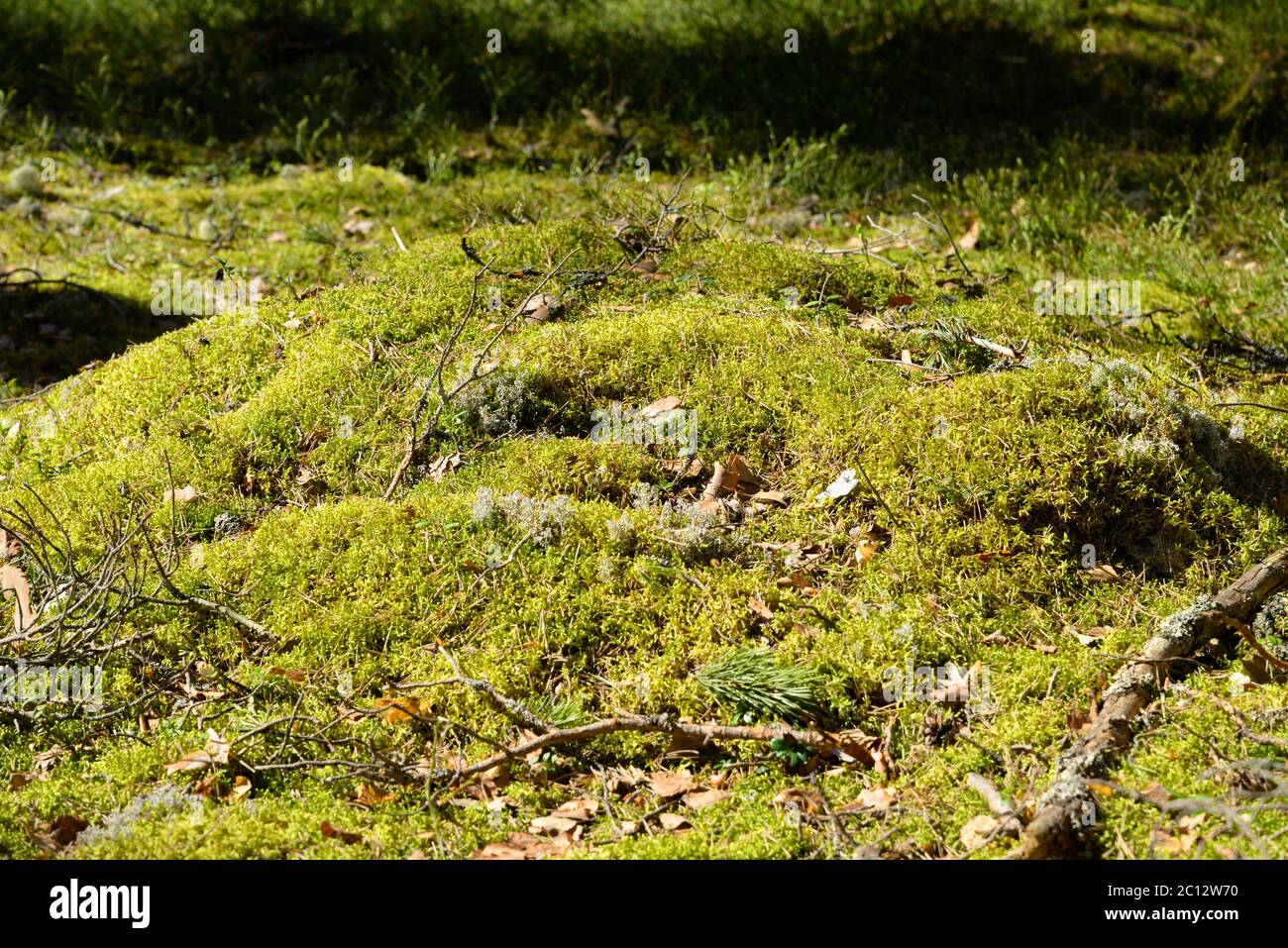 Moss close up Stock Photo - Alamy