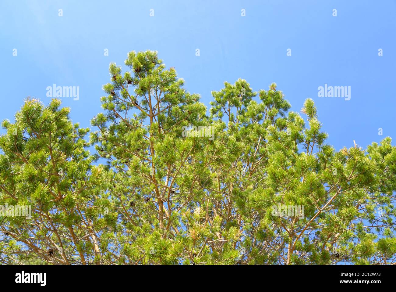 Pine tree closeup Stock Photo - Alamy