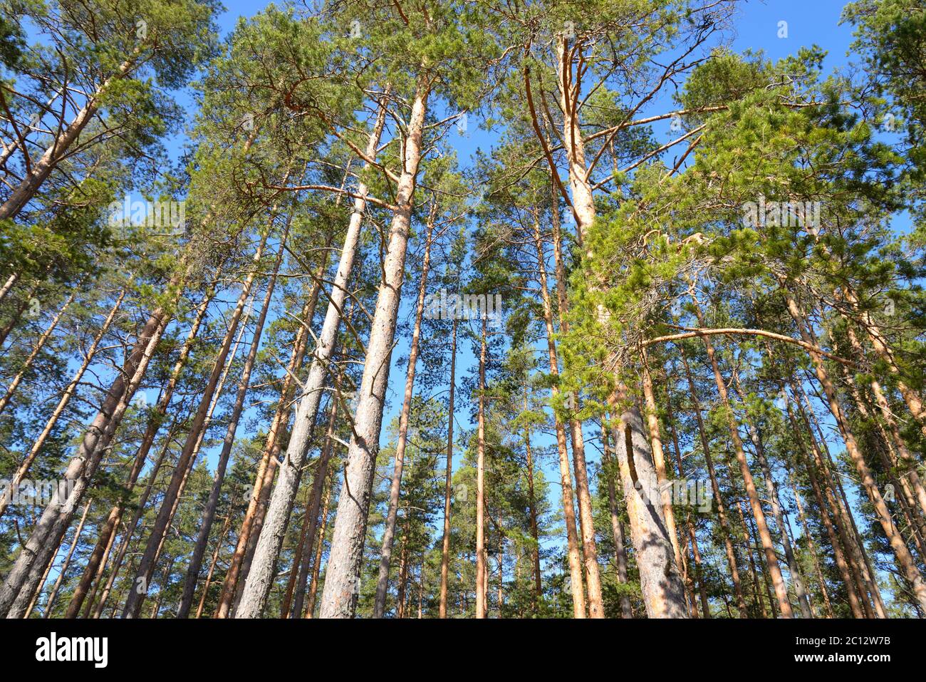 Pine tree forest Stock Photo - Alamy