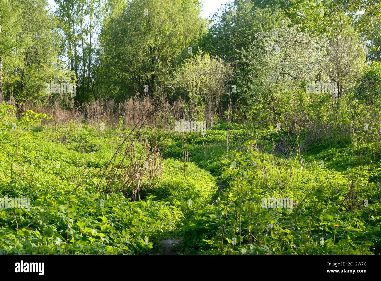 Park at spring Stock Photo - Alamy
