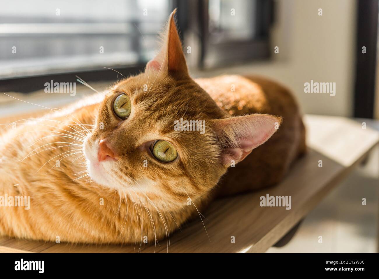 Ginger tabby cat hi-res stock photography and images - Alamy