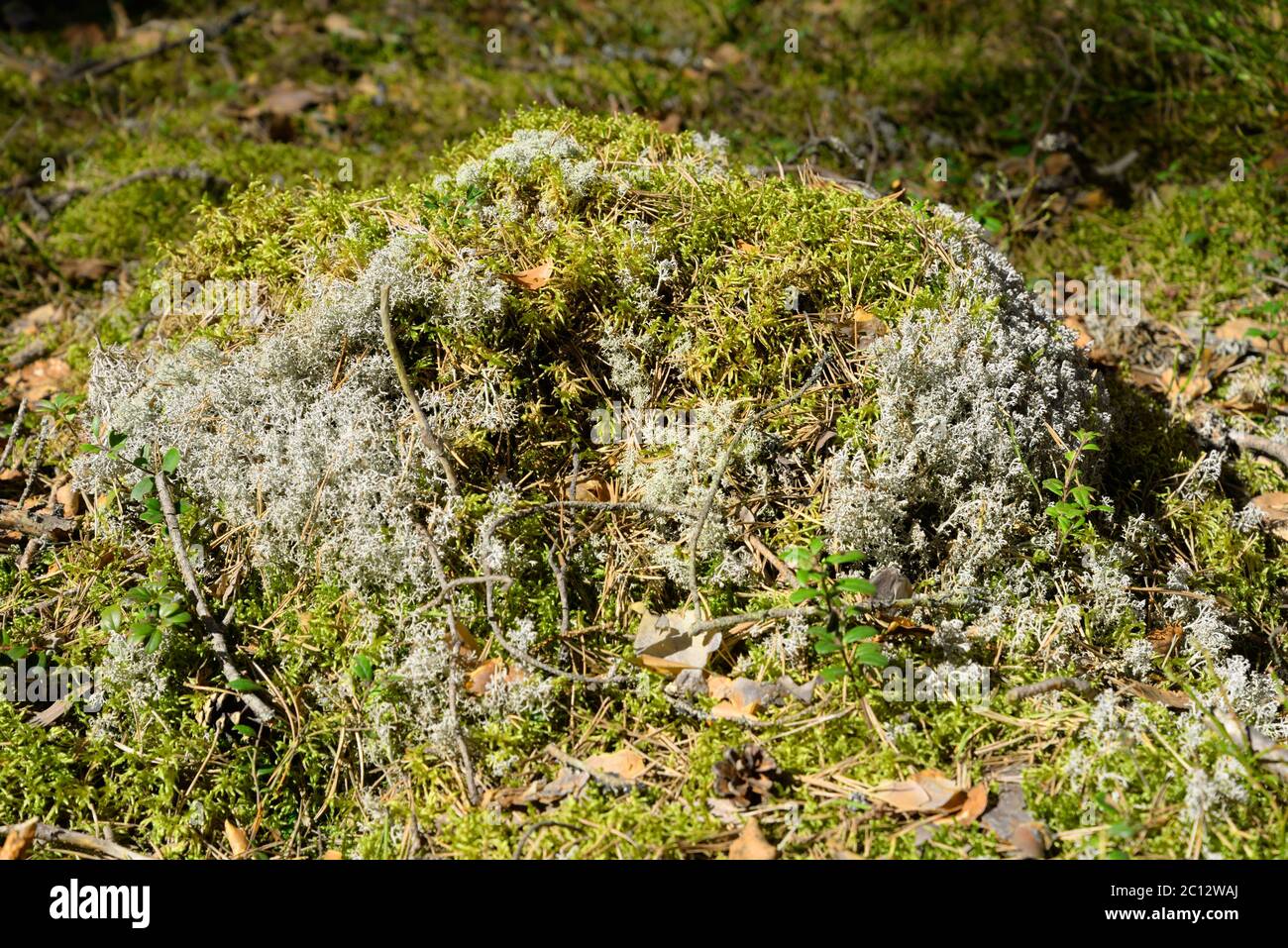 Moss close up Stock Photo - Alamy
