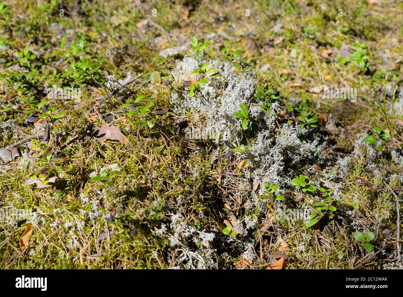 Moss close up Stock Photo - Alamy