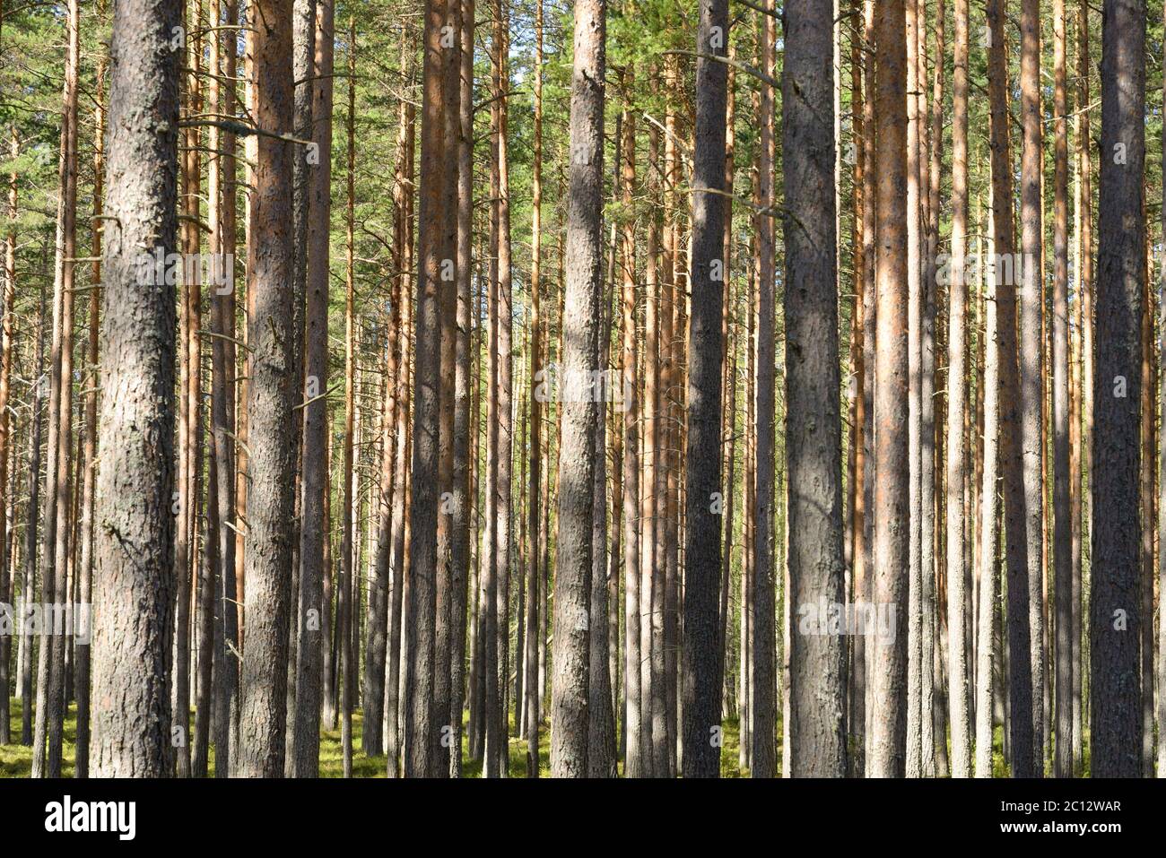 Pine tree forest Stock Photo - Alamy