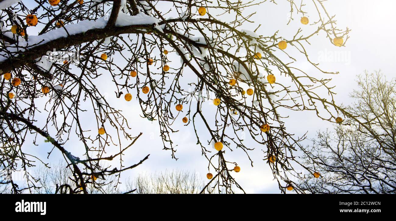Frozen apple tree in winter Stock Photo - Alamy