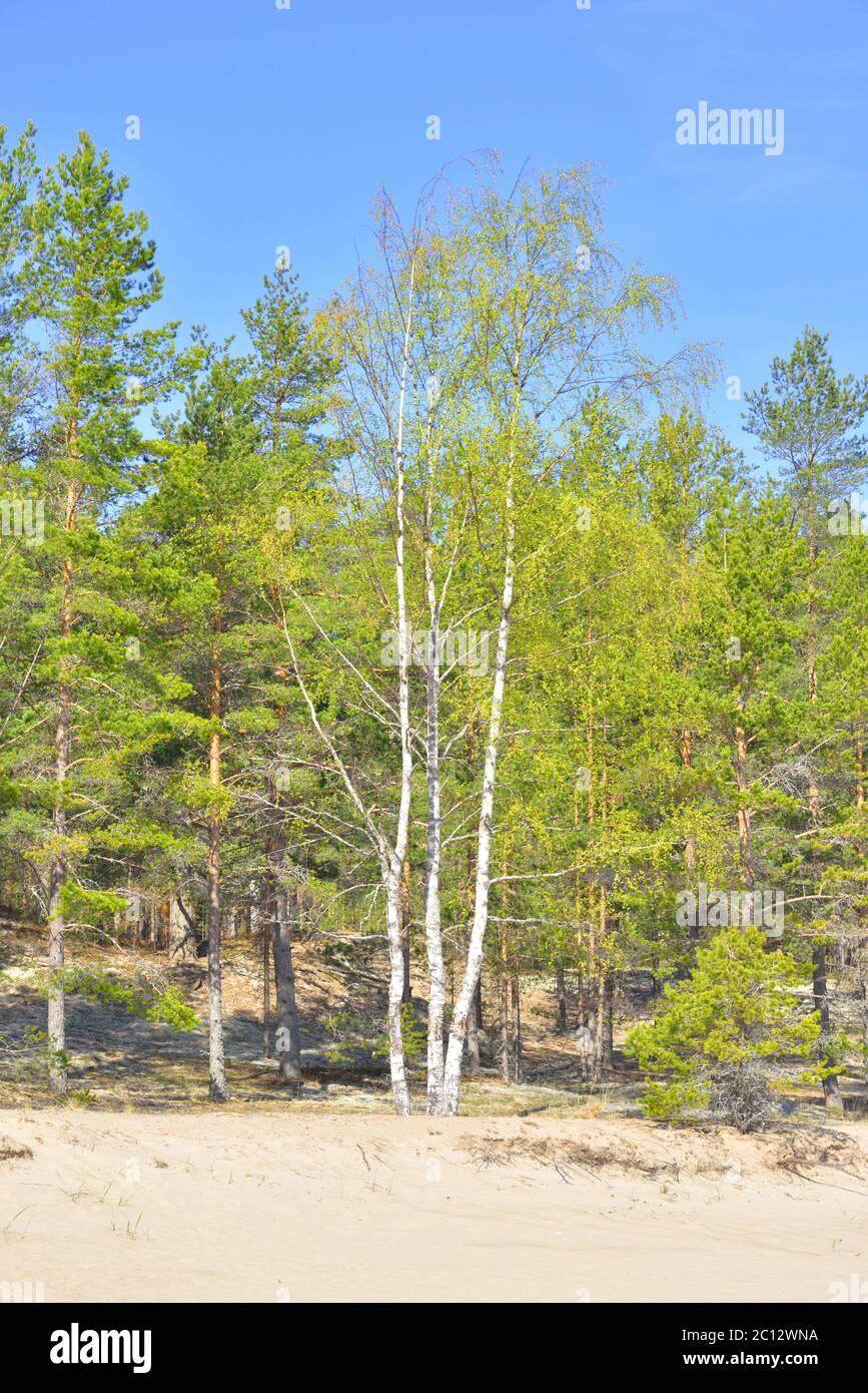Pine tree forest Stock Photo - Alamy