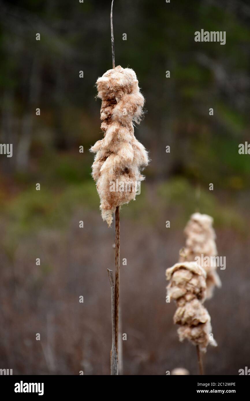 Spring wetland marsh with fluffy common cattails Stock Photo - Alamy