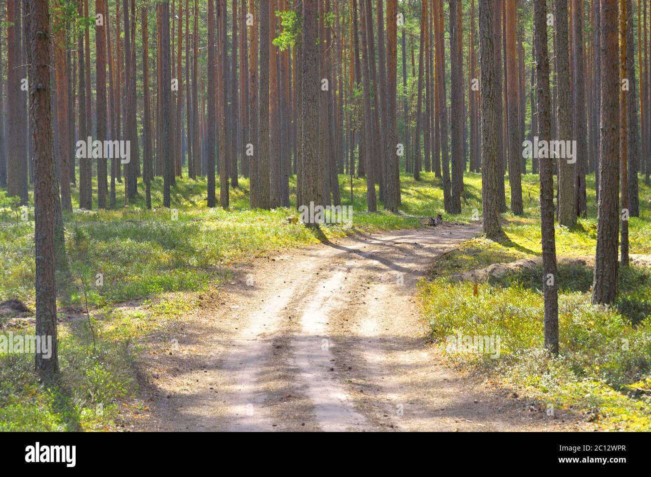 Road in pine tree forest Stock Photo - Alamy