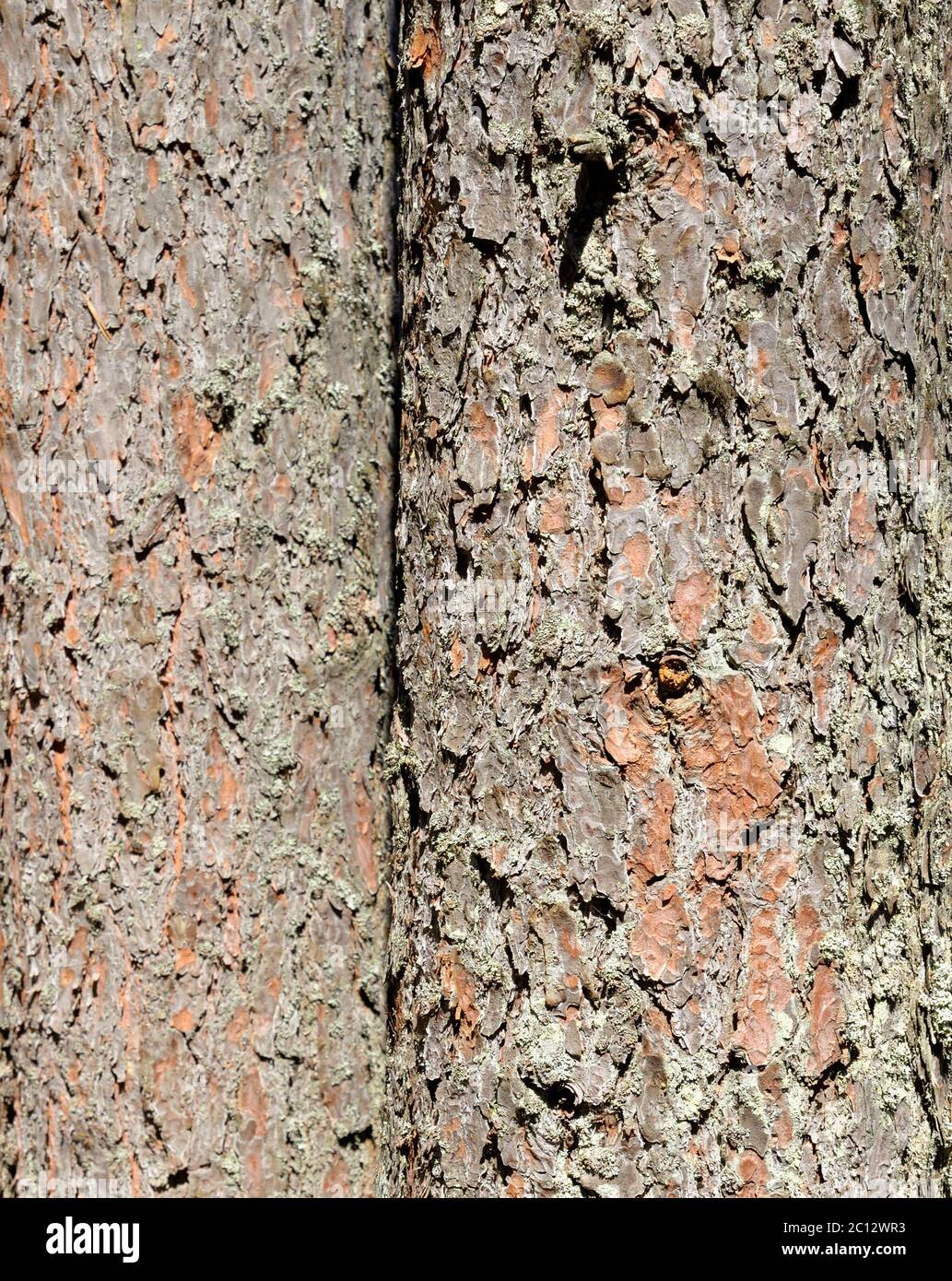 Pine tree bark Stock Photo - Alamy