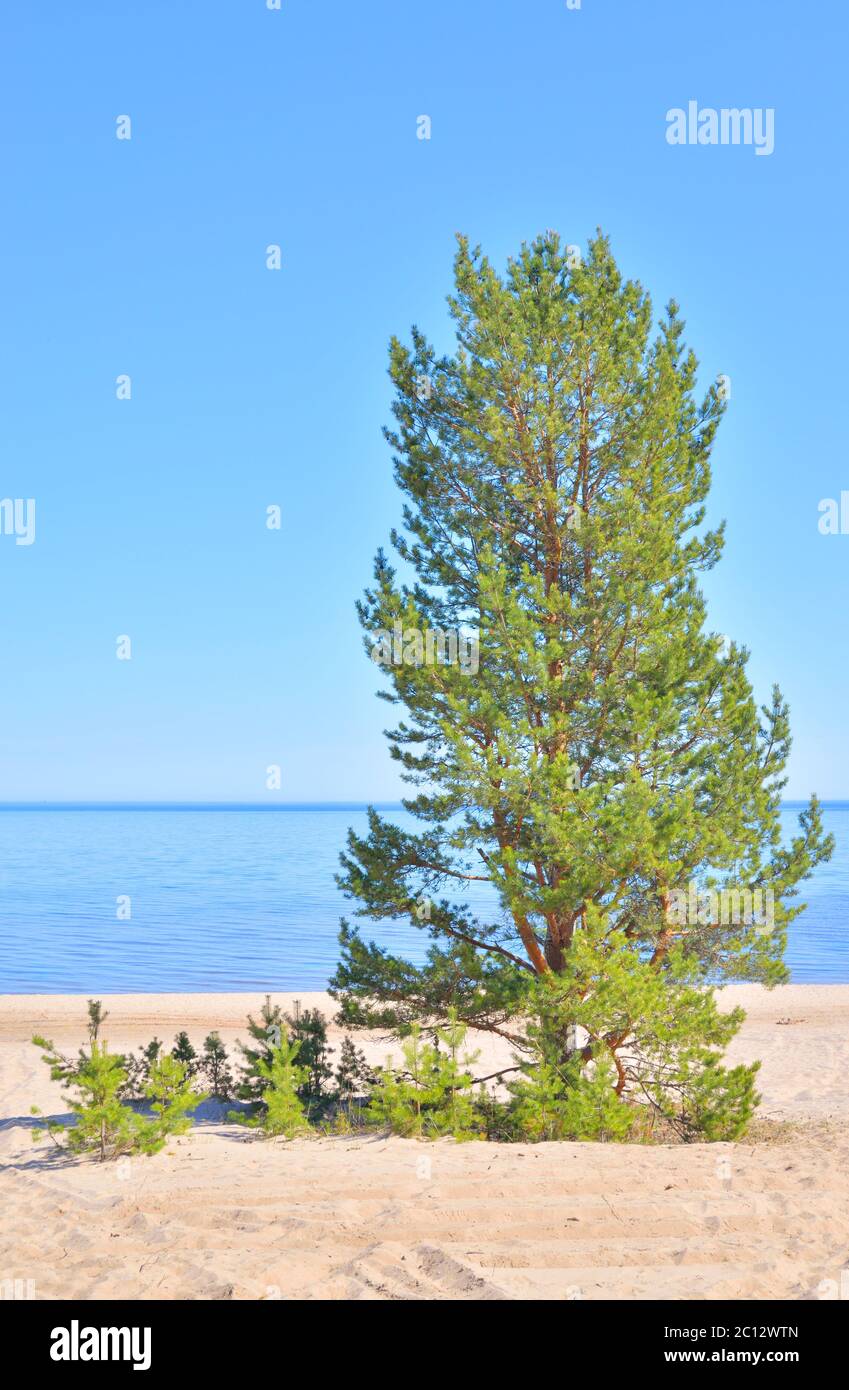 Beautiful pine tree coast hi-res stock photography and images - Alamy