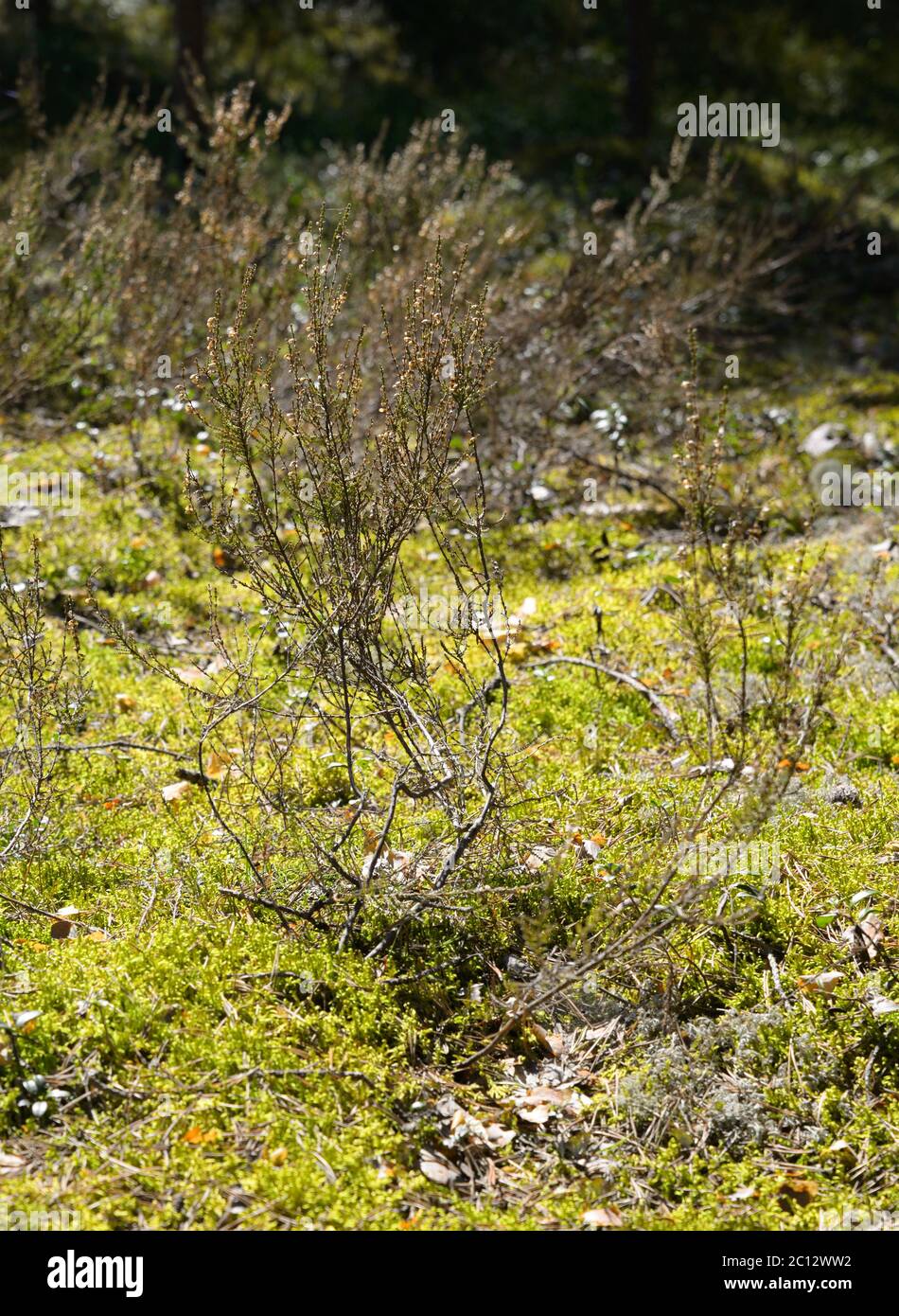 Close moss hi-res stock photography and images - Alamy