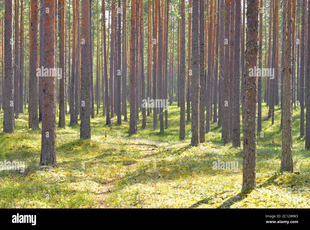 Pine tree forest Stock Photo - Alamy