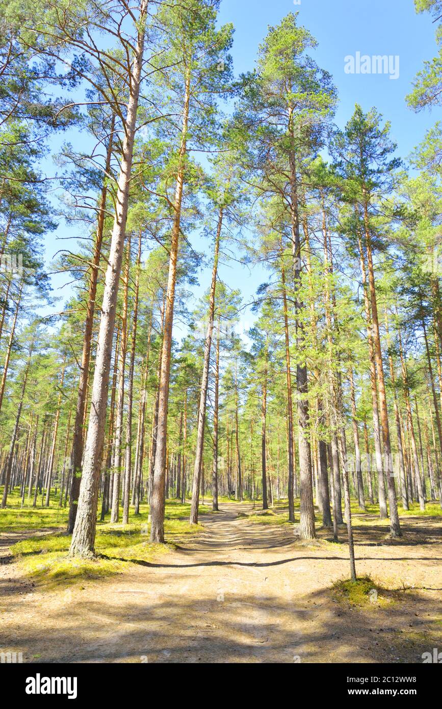 Pine tree forest Stock Photo - Alamy