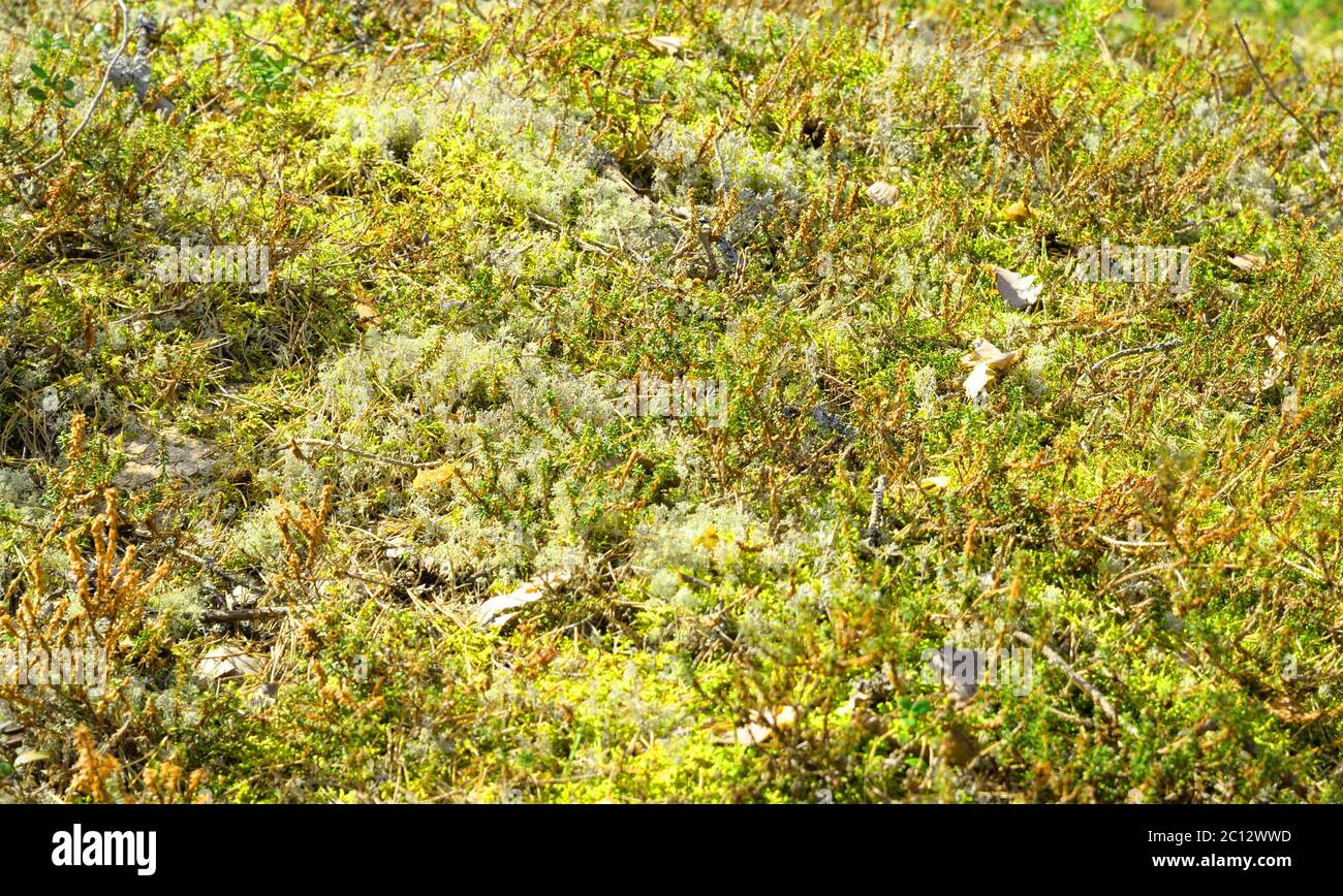 Moss close up Stock Photo - Alamy