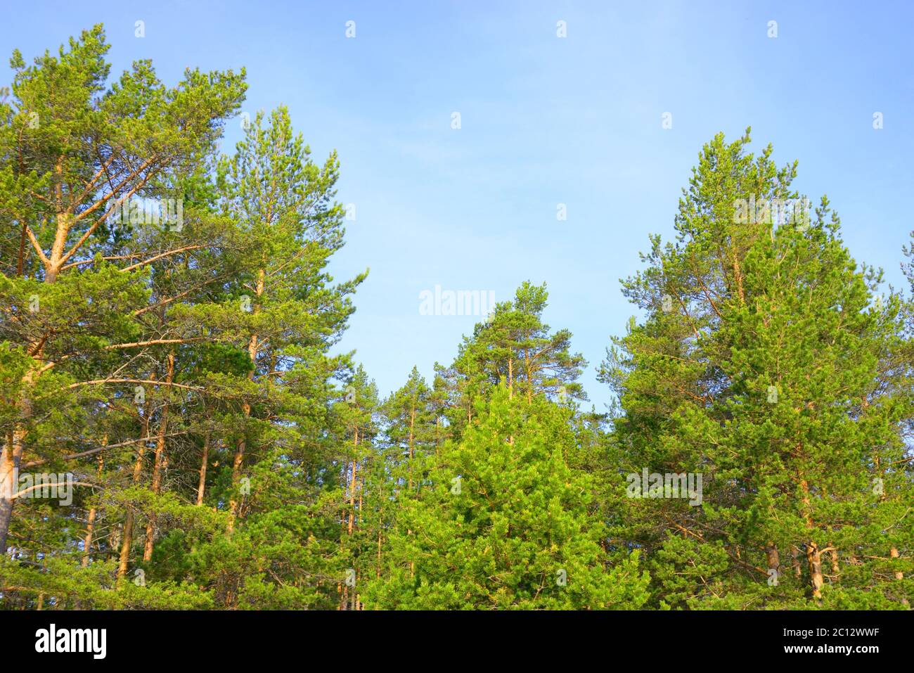 Pine tree forest Stock Photo - Alamy