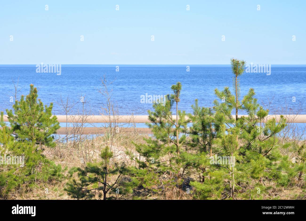 Beautiful pine tree coast hi-res stock photography and images - Alamy