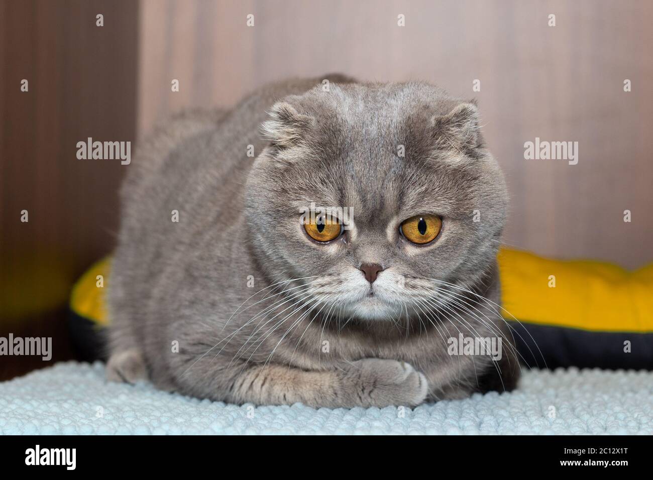 Sad gray cat lies, touching his feet Stock Photo - Alamy