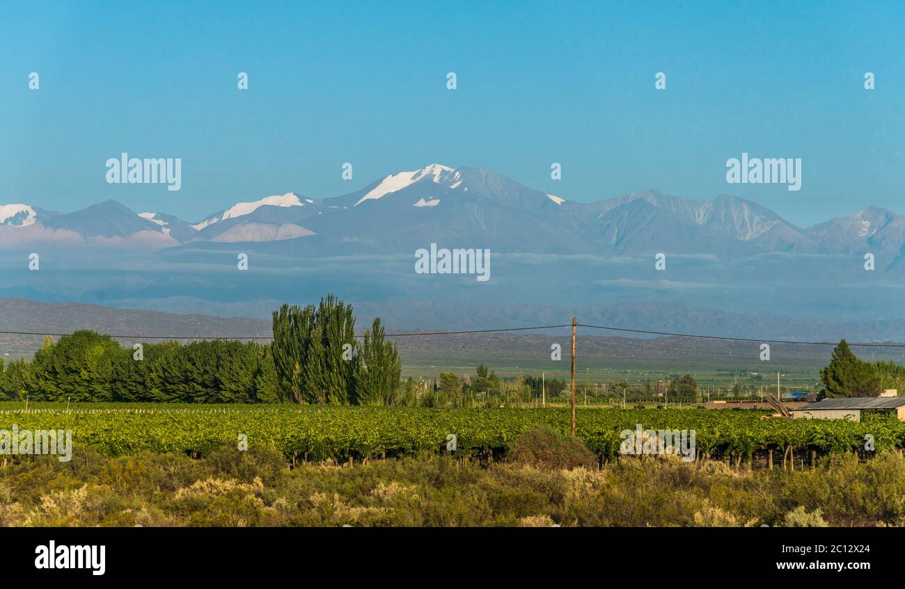 Vineyards in Mendoza at the background of Andes mountains Stock Photo ...
