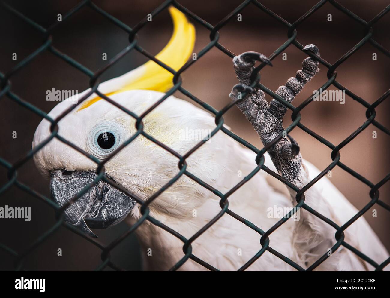 Cockatoos in the cage . Close up image of Cacadu Parrot . Bird Paw ...
