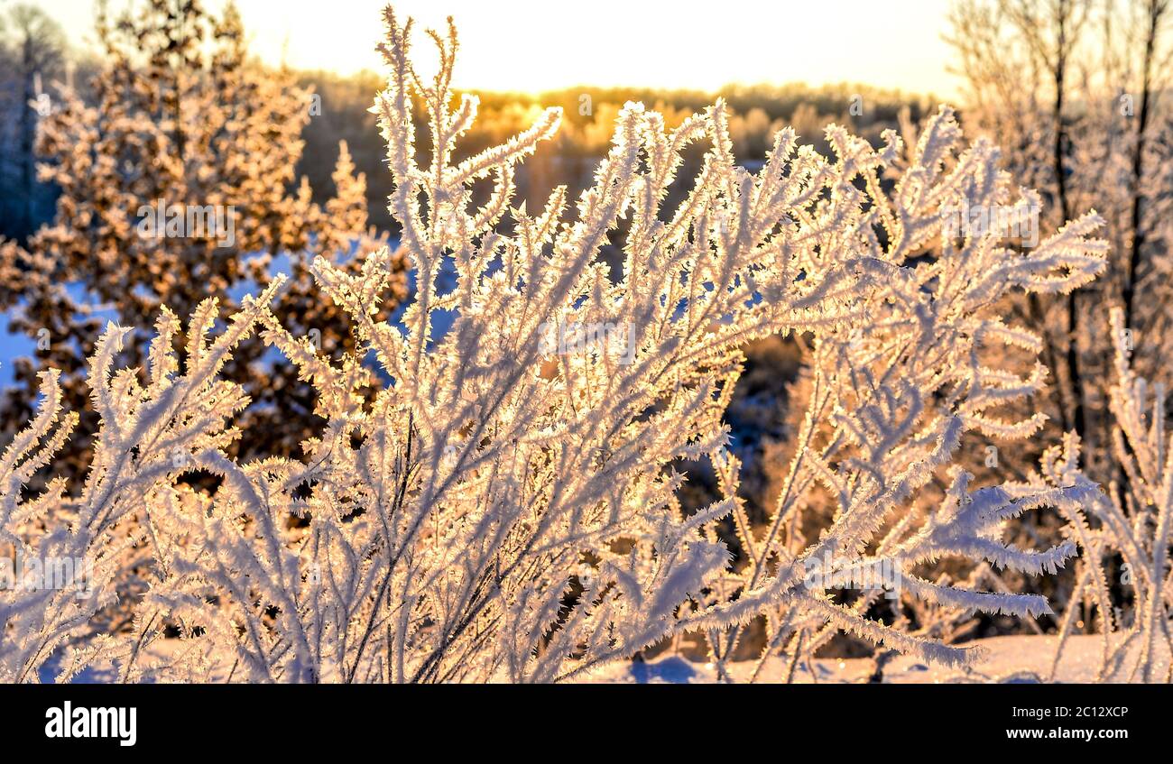 Bright winter landscape with trees in the forest at sunrise Stock Photo ...