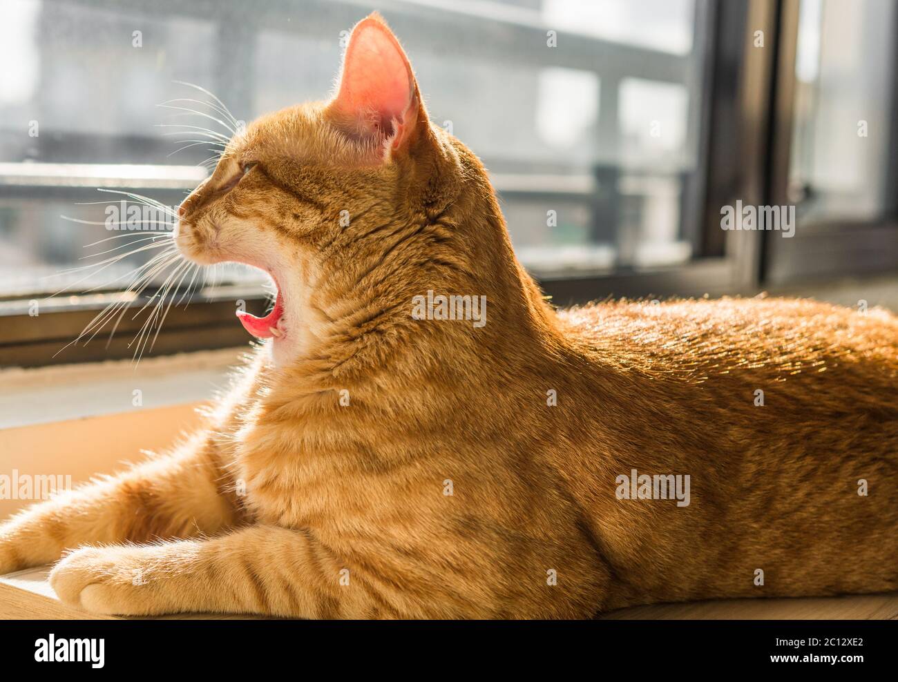 Yawn kitty yawn hi-res stock photography and images - Alamy