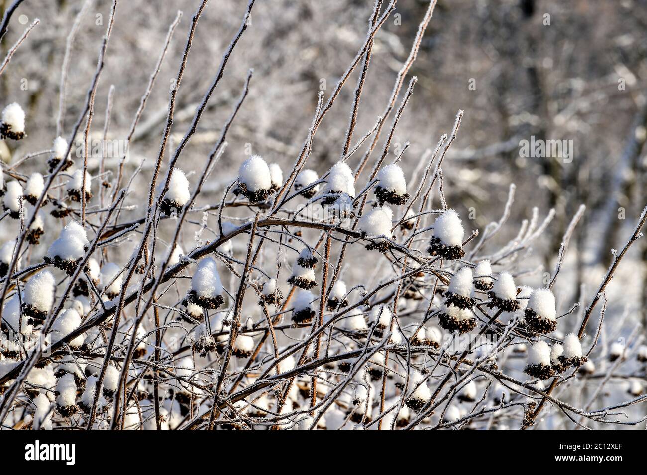 Branches of winter bush in the snow Stock Photo - Alamy